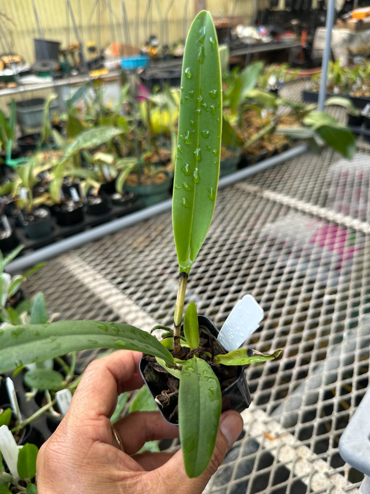CATTLEYA SPECIES ORCHID SEEDLING GOOD STRAIN - quadricolor 2 inch pot ...