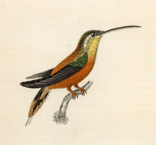 1833 Rufous Bellied Hummingbird Hand-Colored Steel Engraving Jardine ...