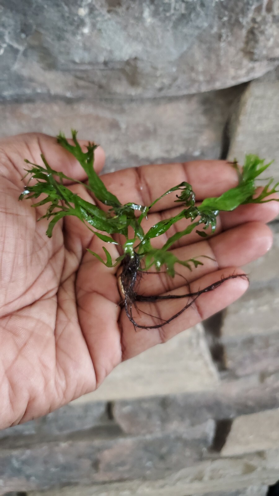 Java Fern Windelov Rhizome , Easy Live Aquatic Plants BUY2Get1Free | eBay