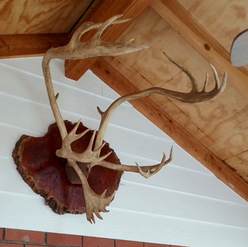 Antlers Real horns animal taxidermy bones large caribou rack Alaska ...