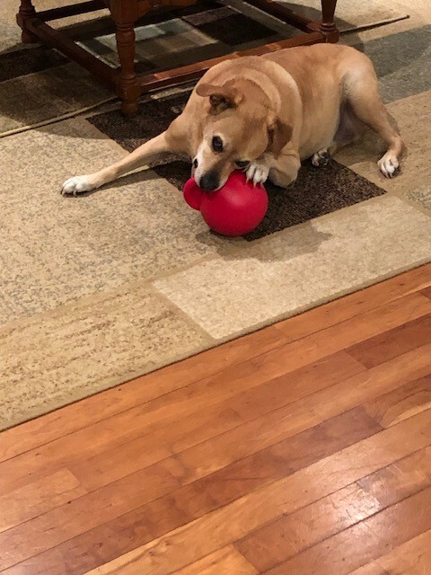 Wobbly Dogg Tug-n-Toss 6" Heavy Duty Dog Toy Ball w/Handle MADE IN USA ...
