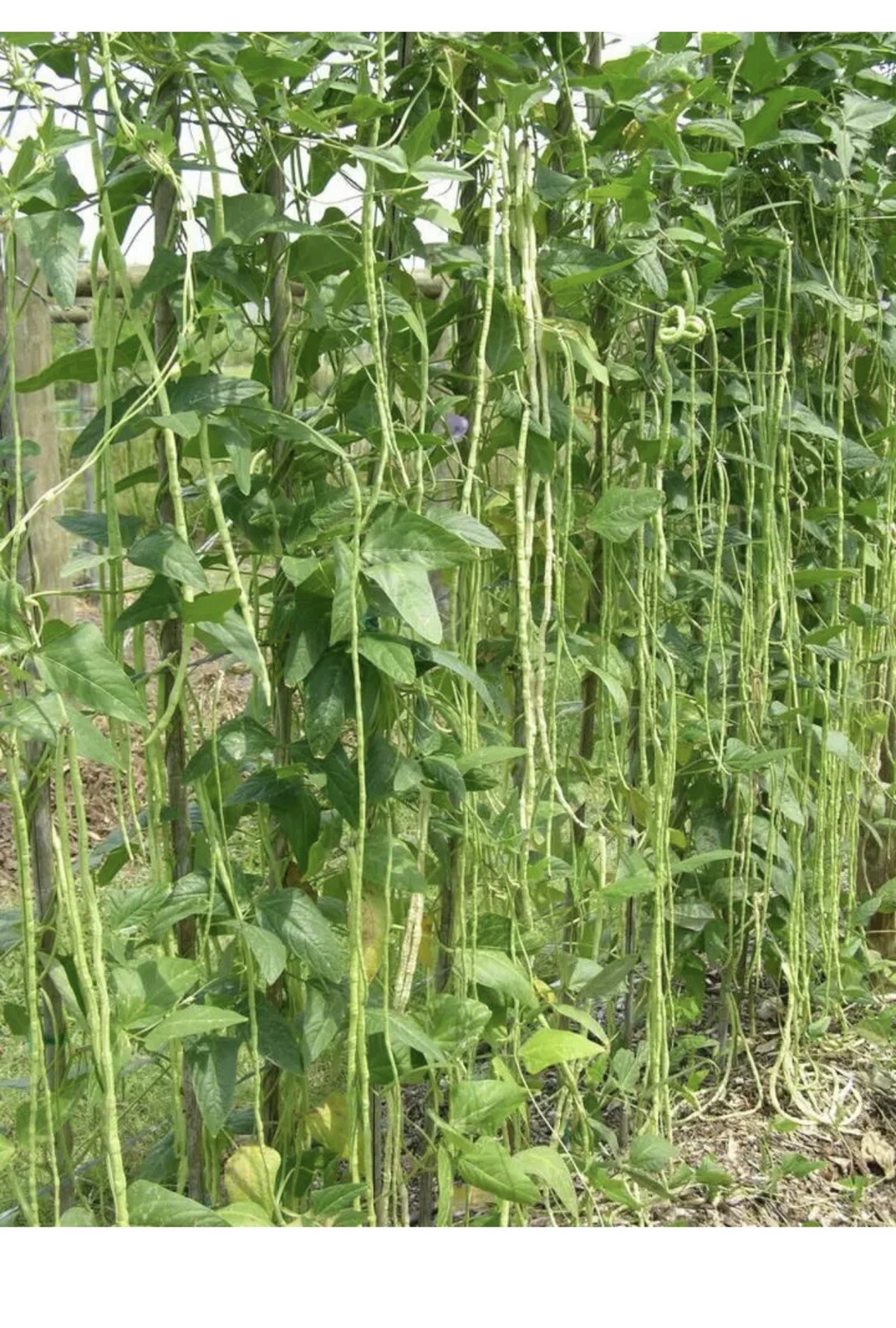 10 X Long Snake Bean Seeds Yardlong Bean Borboti Chinese Long Bean ...