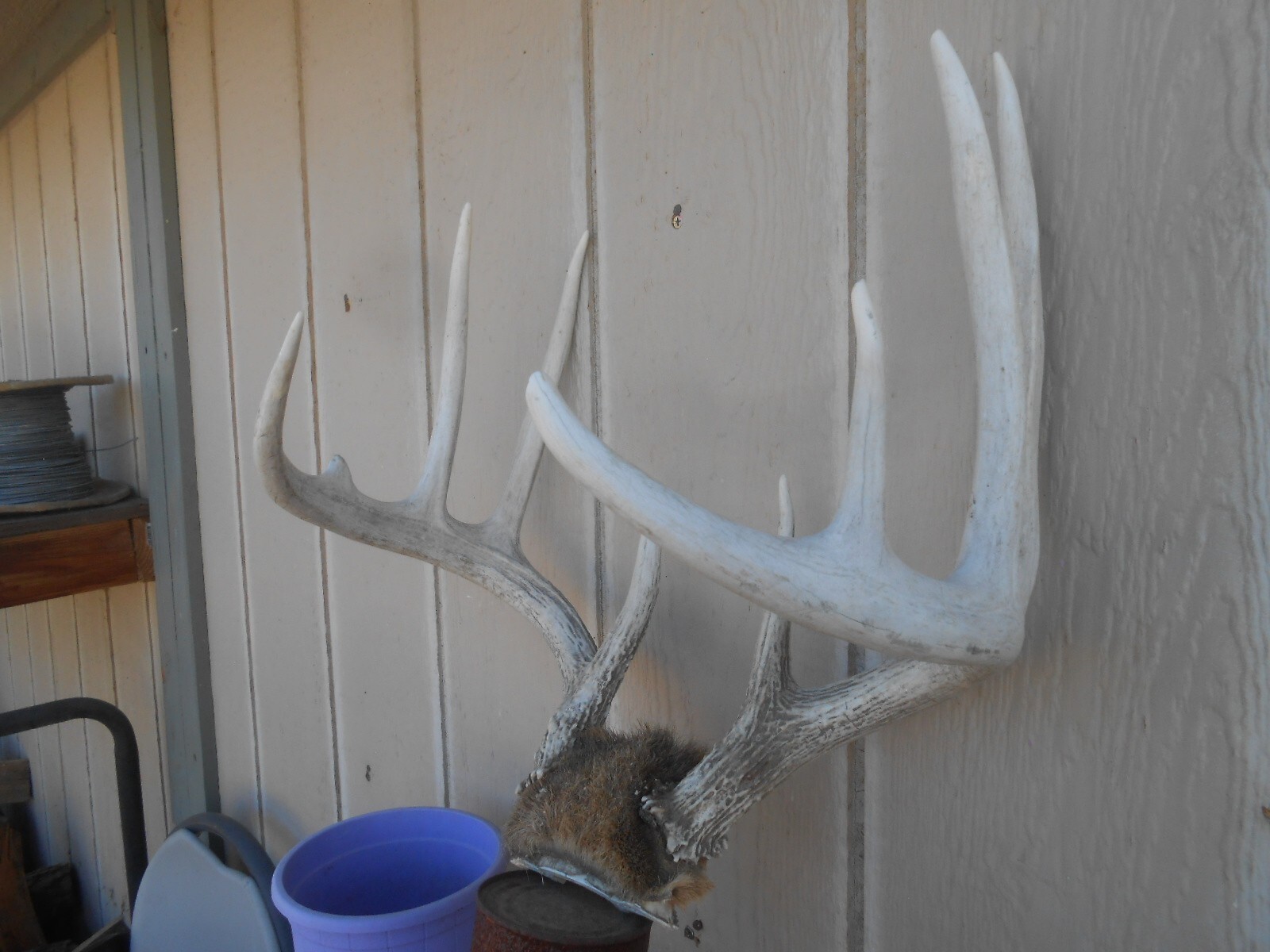 5x5 WHITETAIL DEER RACK Antlers mule mount taxidermy elk cape moose | eBay