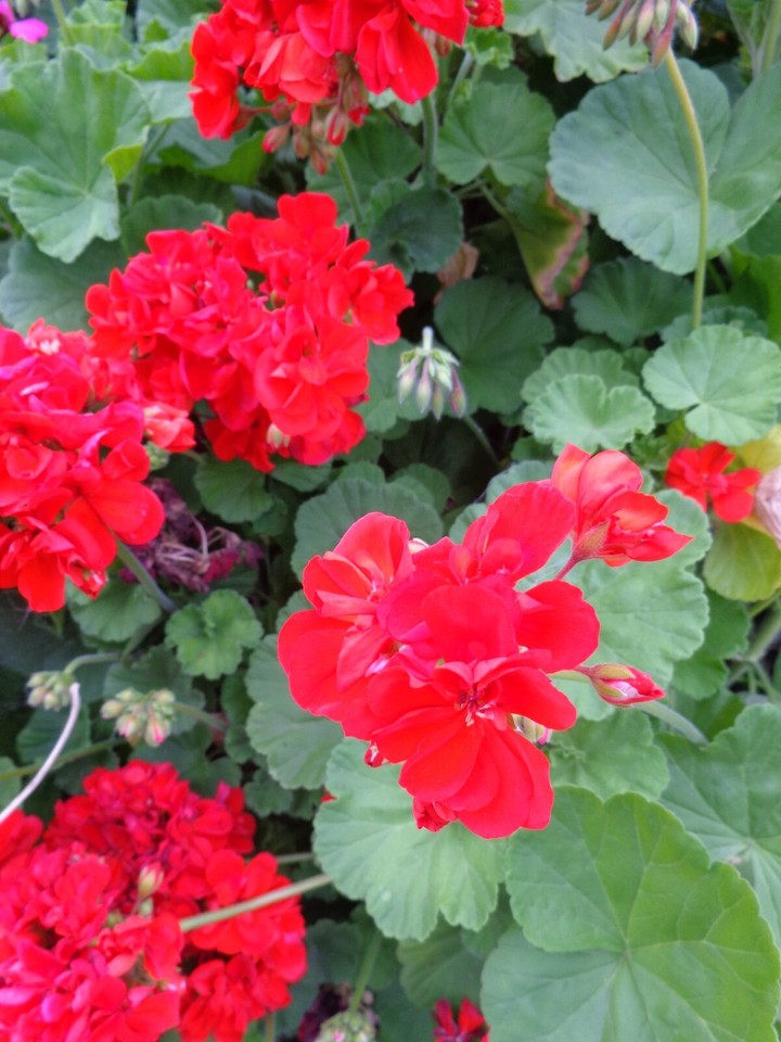 5 x 6" Hardy Fragrant Big Red Flower Geranium Fresh Cuttings | eBay