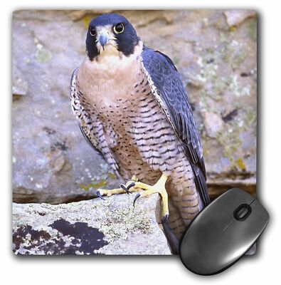 3dRose Peregrine Falcon, bird Native to US - NA02 DNO0142 - David ...