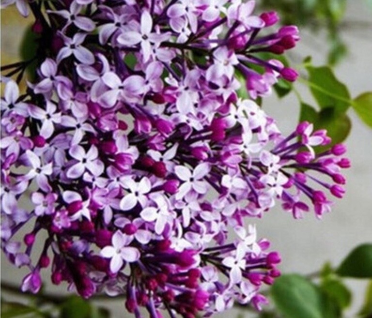 20 EXOTIC LILAC SEEDS for garden rare bloom flower plant bush USA ...