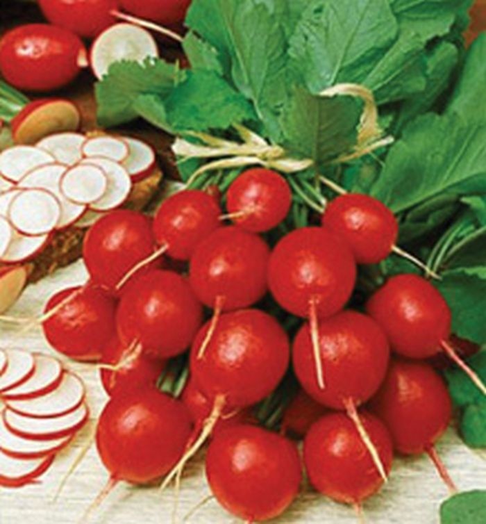 Cherry Bell Radish Seed - Spring Radishes Garden Vegetable Seeds (½oz ...