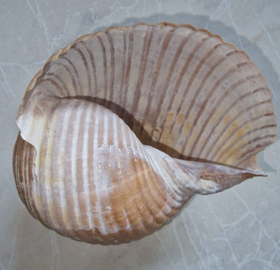 Tonnidae Family Tonna Galea sea shell also know as Tun Shell Biggest we ...