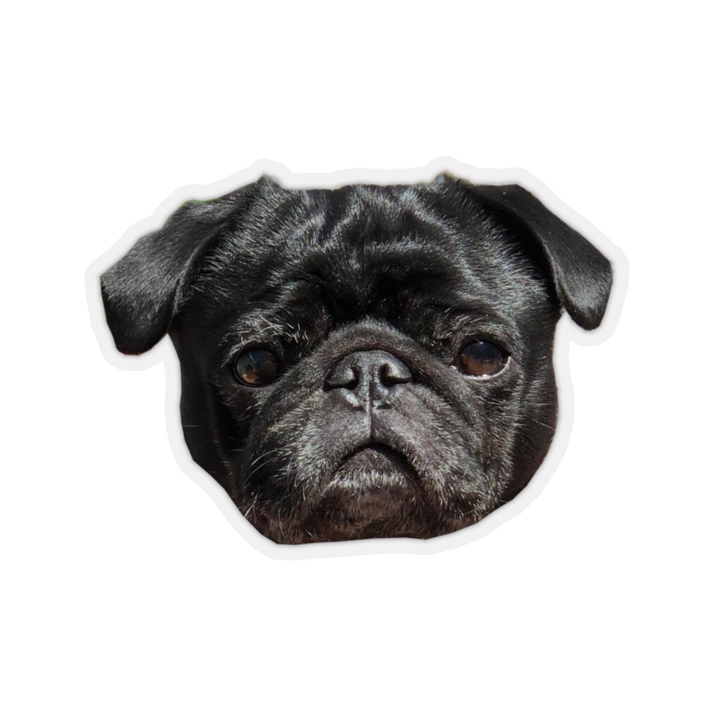 Afro Pug