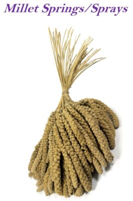Premium Millet Spray Springs Bird Treat Budgie Canary Cockatiel Finch ...