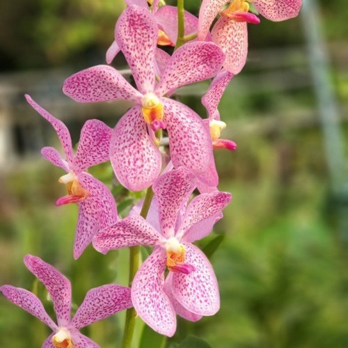 Vanda Mokara Royal Pink | eBay
