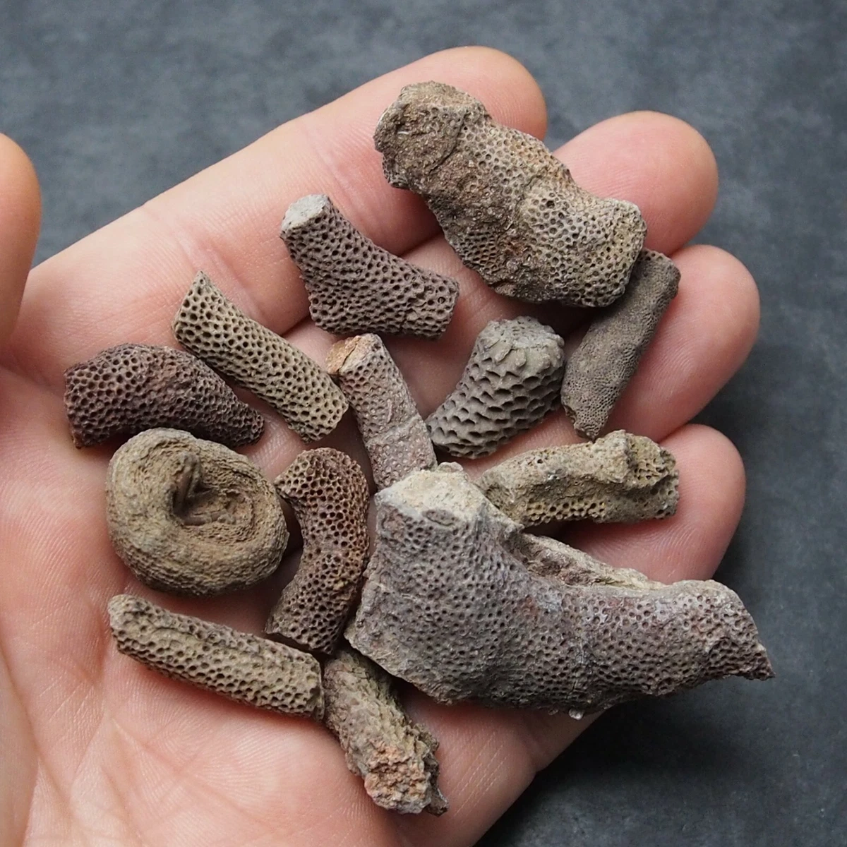 Bryozoans Fossils