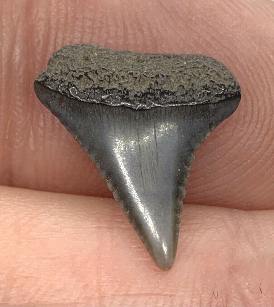 Baby Megalodon Shark Tooth
