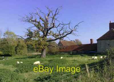 Photo 6x4 Poorly Oak Tree Lillingstone Dayrell An elderly oak, which ...