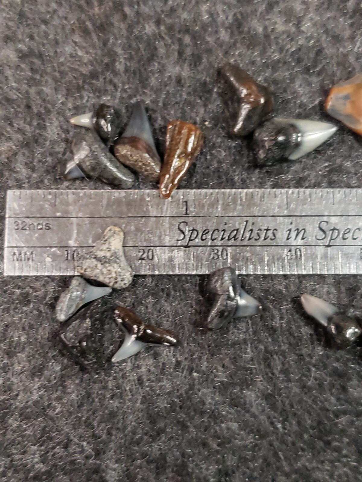 Lot of 20+ Prehistoric Fossil Shark Teeth COOL Shark Tooth Collection ...