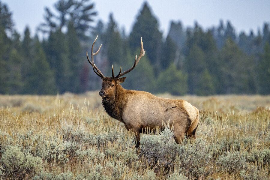 Bull Elk & Plains Print Premium Poster High Quality choose sizes | eBay