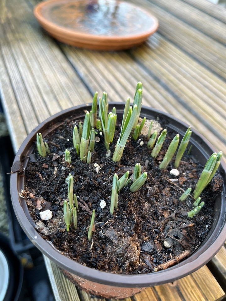 SINGLE SNOWDROP BULBS IN THE GREEN Galanthus | eBay UK