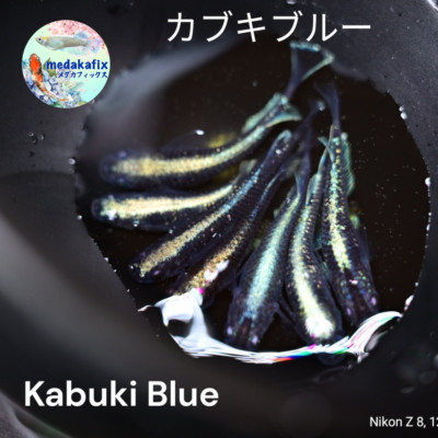 カブキブルー Kabuki Blue Medaka Rice Fish Eggs 10 fertilized eggs + α US Bred ...
