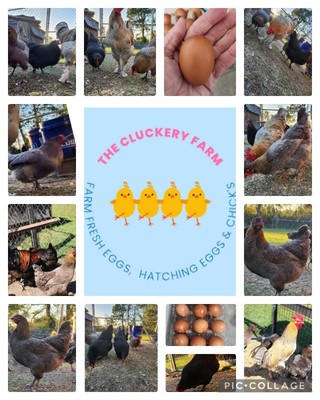 12+ Blue, Black, Splash French Copper Marans | eBay