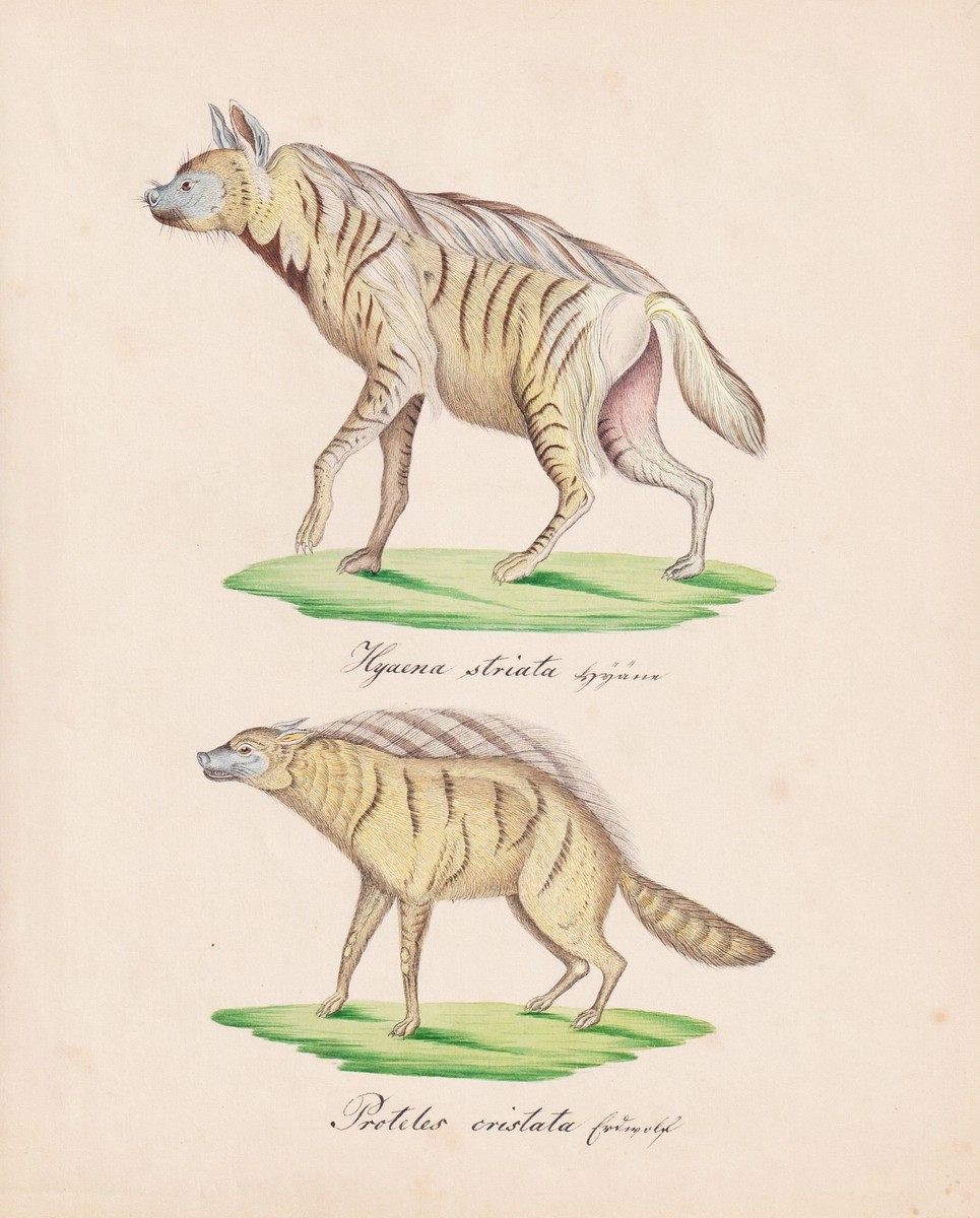 Aardwolf Drawing