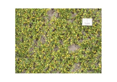 MININATUR Feuillage de peuplier début d'automne HO 1/87 | eBay