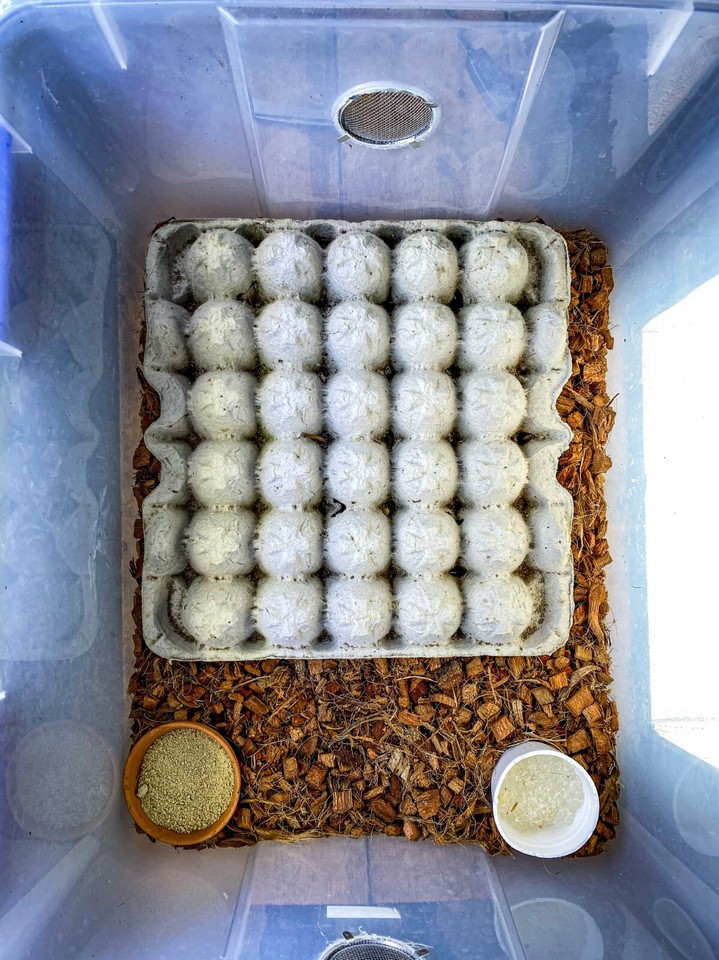 Live Pet Collector Roach Centurion (Gyna centurion) Rare | eBay