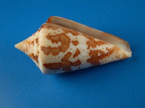 Conus archon, Super Pattern, Large, 49.2mm, Panama Shell G4031 | eBay