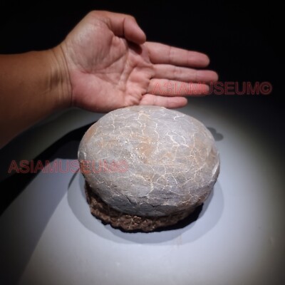 Dinosaur Egg Nest Dendrolithus Hadrosaur Duckbill Fossil Jurassic Park ...