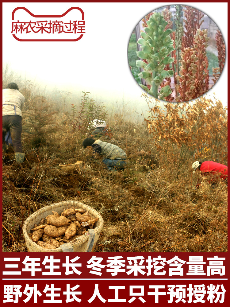 100g~500g Natural Herbal Gastrodia Elata Root or slice Tianma Dried ...