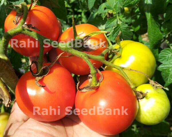 Tomato Apollo - A Large Low Acidic Delicious Tomato Variety - 10 Seeds ...
