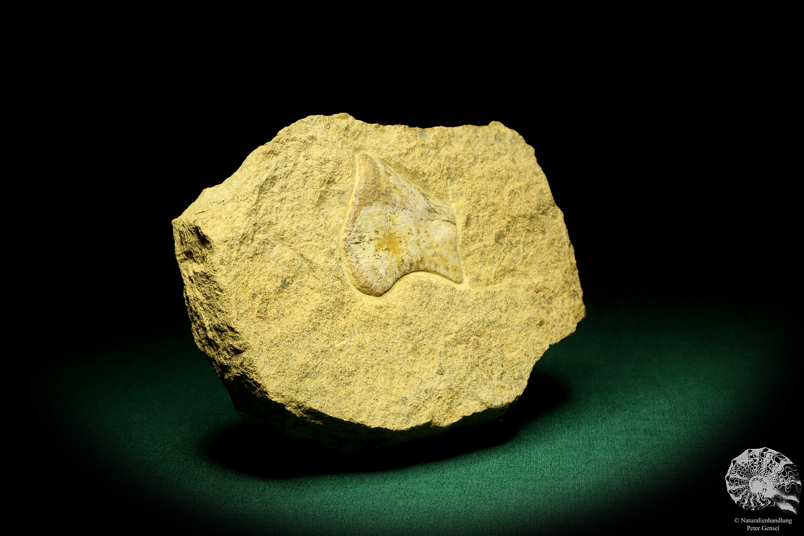 Nothosaurus spec. Deutschland Reptil Sammlung Trias Vertebrata Dino ...