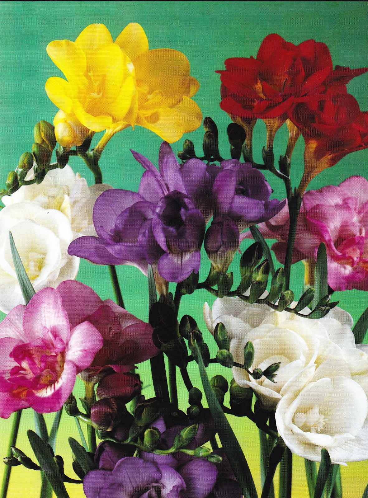 50 DOUBLE FREESIA BULBS MIXED COLOURS SCENTED IDEAL FOR ROCKERY & POTS ...