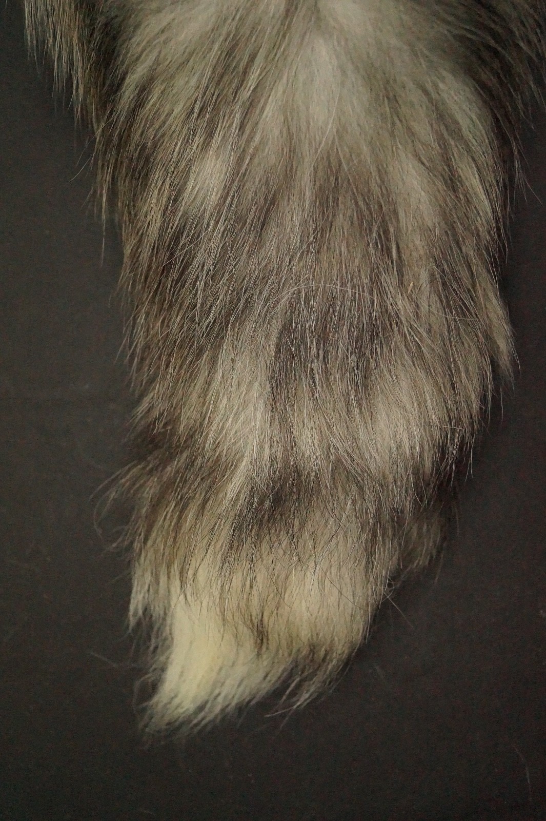 Hareline Indigo Fox Tail Whole Crafts Fly Tying Art Man Cave Decor Lot ...