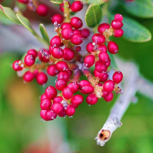 MASTIC TREE 15 Seeds | Pistacia Lentiscus Tears of Chios Sacred Shaman ...