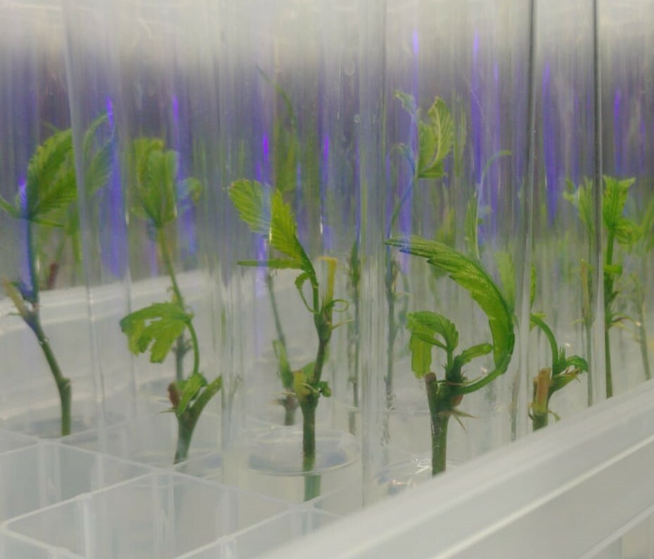 Commercial Plant Tissue Culture Kits Tissue Culture Kits Etsy