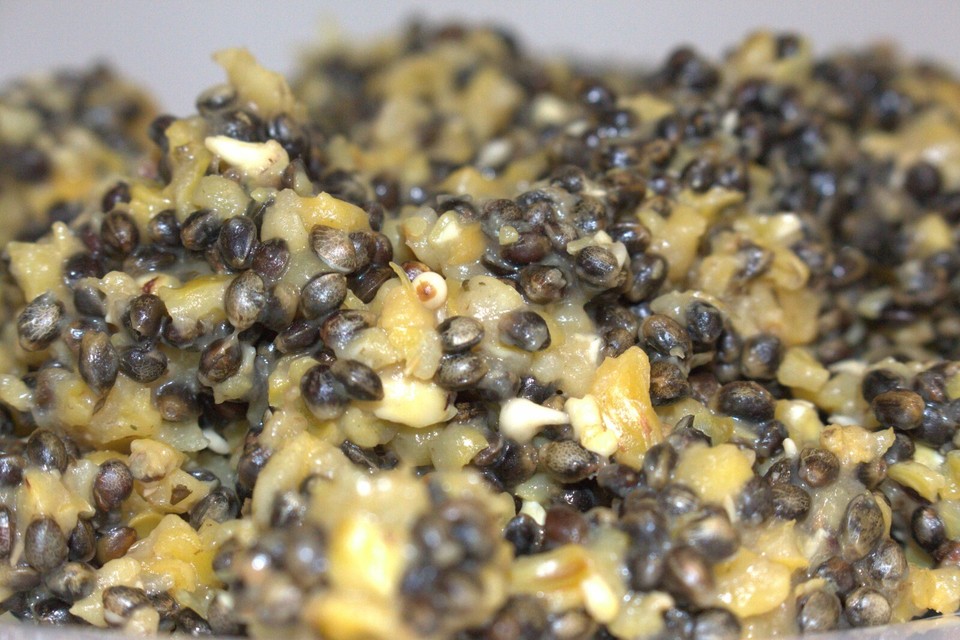 Cooked Hemp Seed and Cut Corn/Maize Carp Fishing Particle, Spod Mix 5 ...