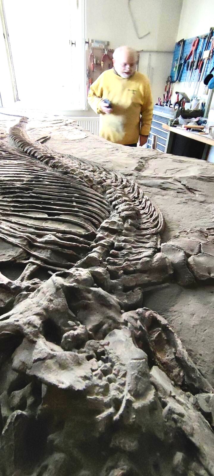 LARGE! ICHTHYOSAUR DINOSAUR FOSSIL ICHTHYOSAURUS MARINE REPTILE WALL ...