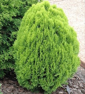 MORGAN ARBORVITAE Thuja orientalis Dwarf conifer plant in 200mm pot | eBay