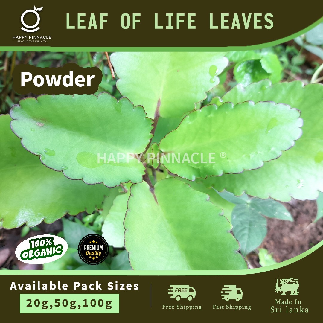 Dried Bryophyllum pinnatum leaf of life Ceylon organic Miracle leaves ...