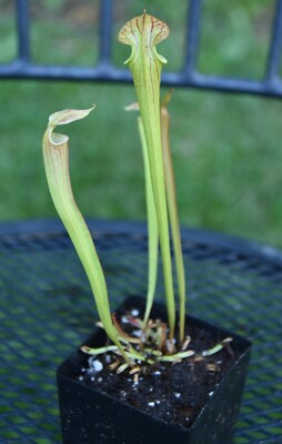 Sarracenia (Oreo x Alata) x Adrian S Select SEEDLING! Carnivorous ...
