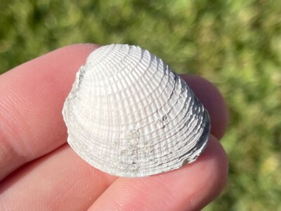 Florida Fossil Bivalve Chione cancellata Pliocene Age Shell | eBay