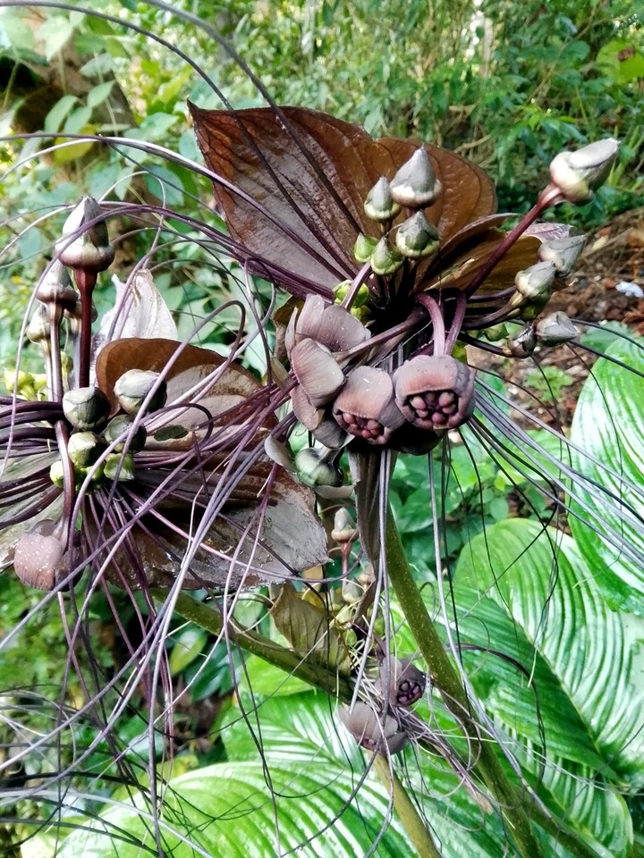 Black Bat Orchid Flower Seeds (Tacca chantrieri) RARE Tropical Garden ...