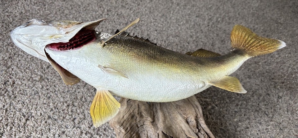 21” Walleye Authentic Real Skin Professional Taxidermy Fish Mounted On ...