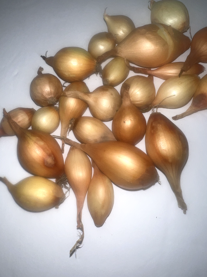 OVER 100 YELLOW Onion Sets Bulbs Yellow Time to Plant a Garden Brown | eBay
