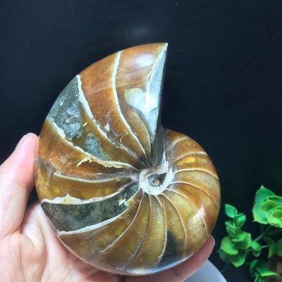 801g 113x88mm Natural Awesome nautilus ammonite Specimen from ...