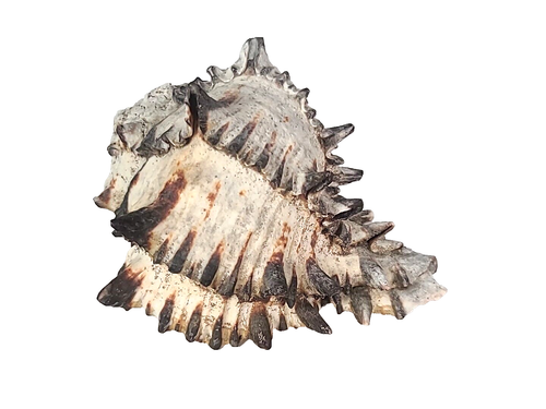 Large Spiny Black Murex Shell Seashell Beach Ocean Nautical Decor 5-6 ...