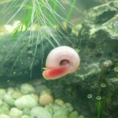 10+ JUVENILE Pink Ramshorn Snails Easy Aquarium Color Algae Cleaners ...