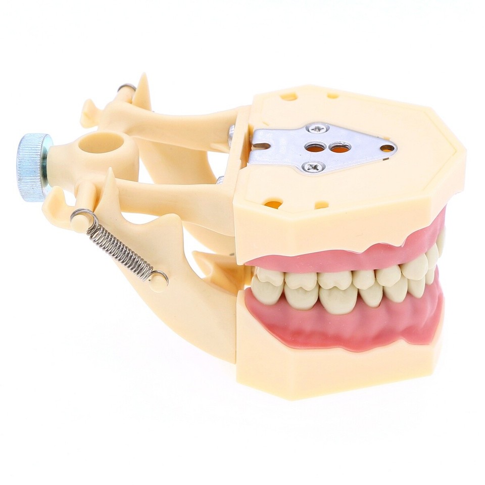 Fit Frasaco AG3 Typodont Dental Teeth Model Full teeth 32Pcs Screw-in ...
