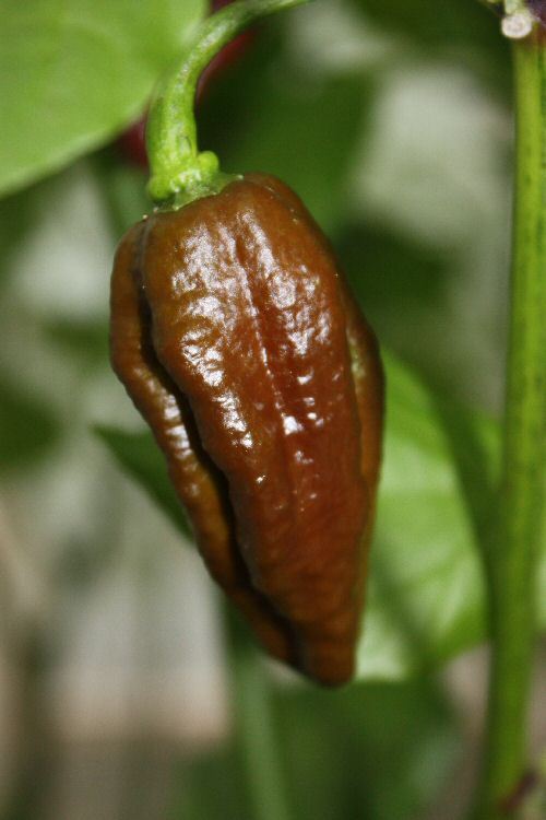 NAGA MORICH CHOCOLATE (NAGA/SNAKE CHILLI) 15 X ORGANIC CHILLI SEEDS ...