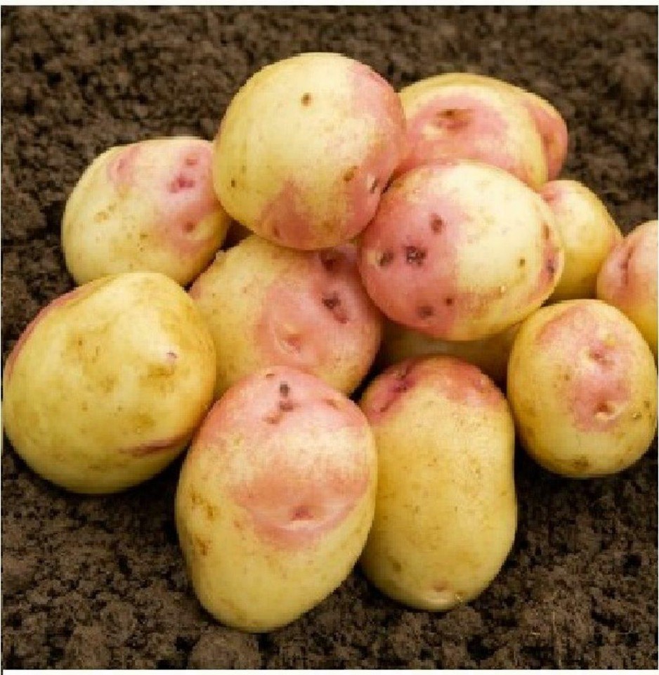 Seed Potatoes, First Early Second Early Main Crop-Many Varieties X12 ...